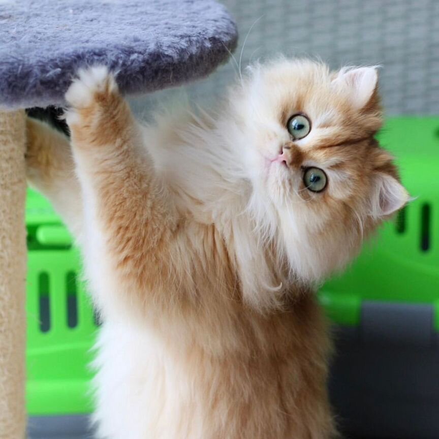 Британский котик