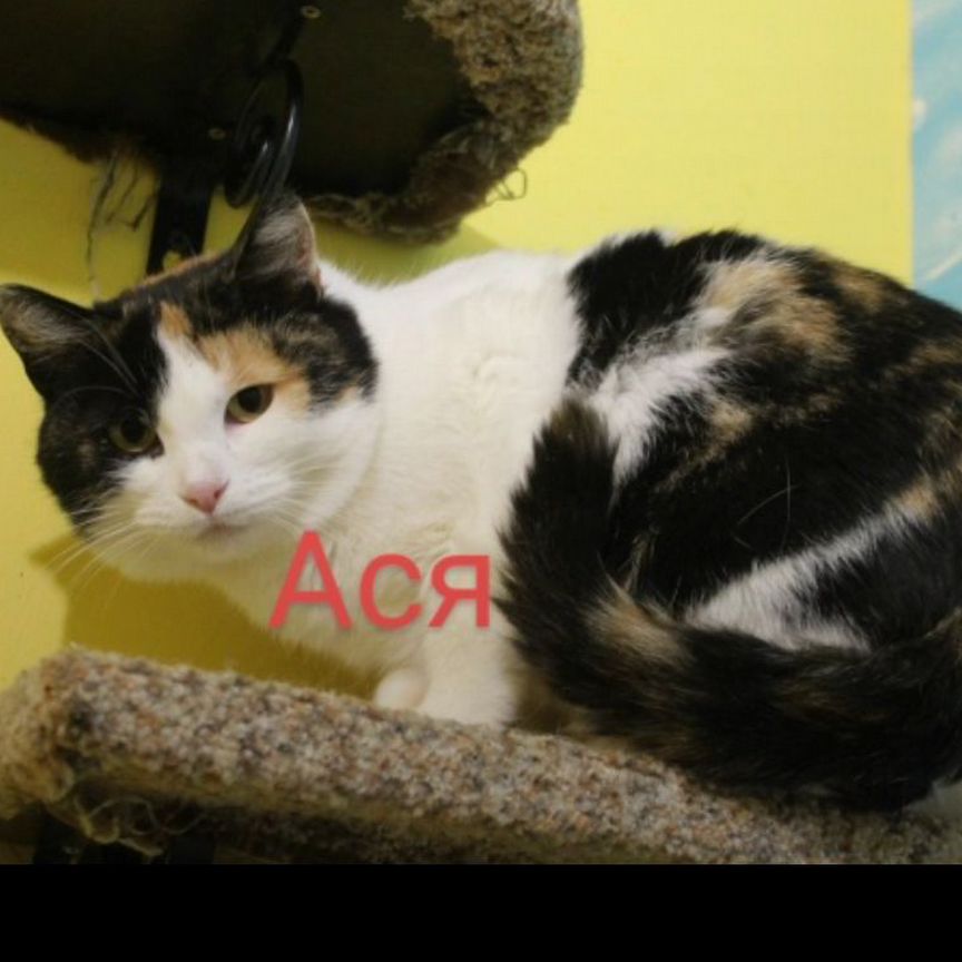 Взрослая, Девочка кошка в добрые руки