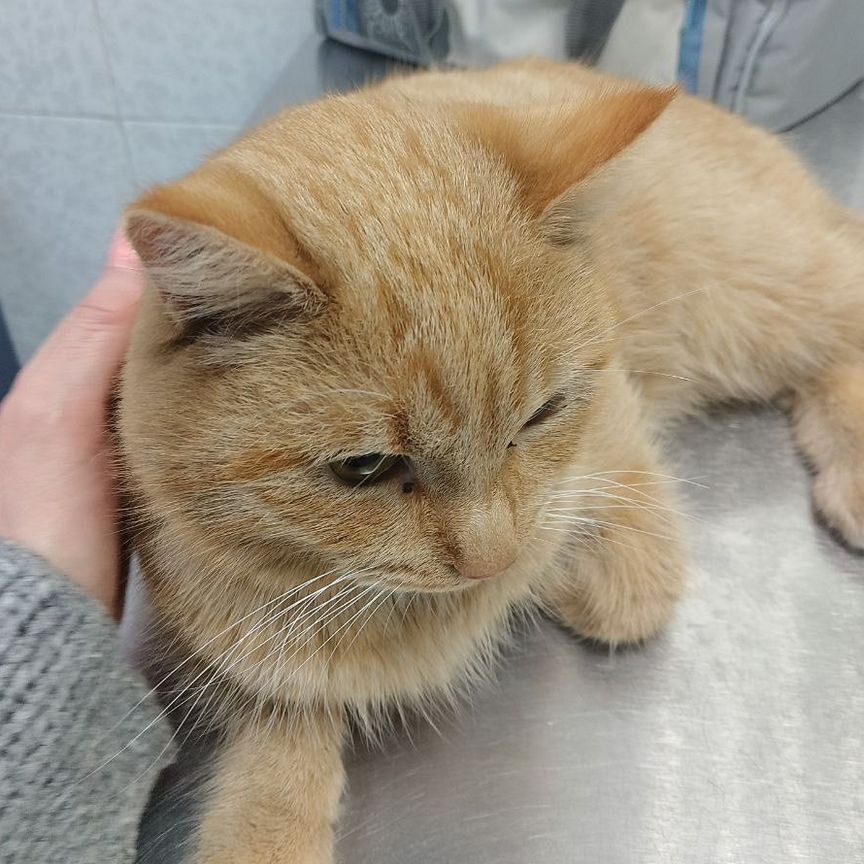 Взрослый кот в добрые руки