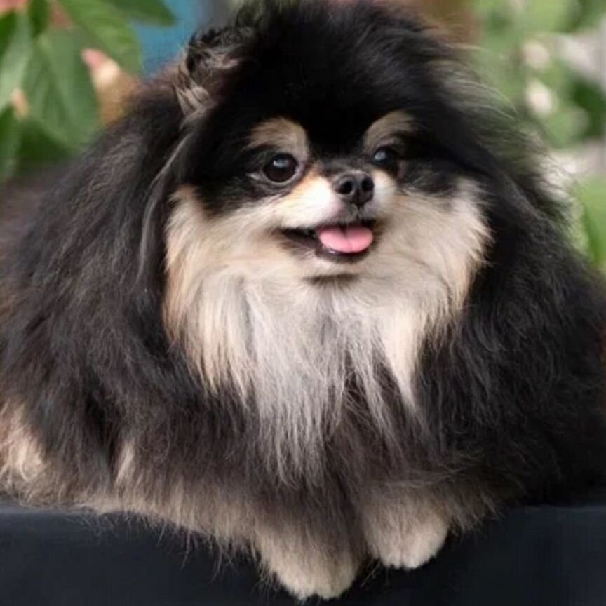 Померанский шпиц, взрослая собака