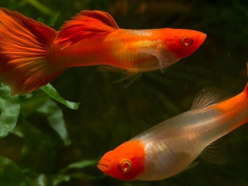 Гуппи кои альбино