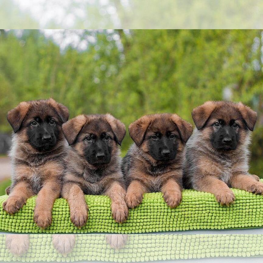 Отличные щенки немецкие овчарок рабочего разведени