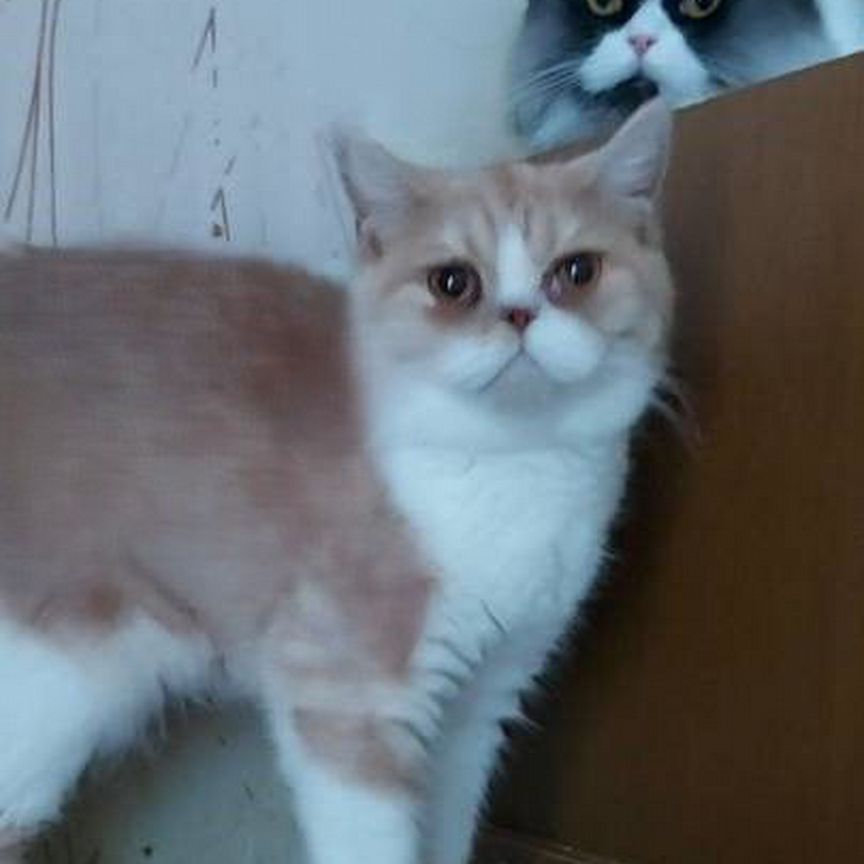 Кеша котик в добрые руки