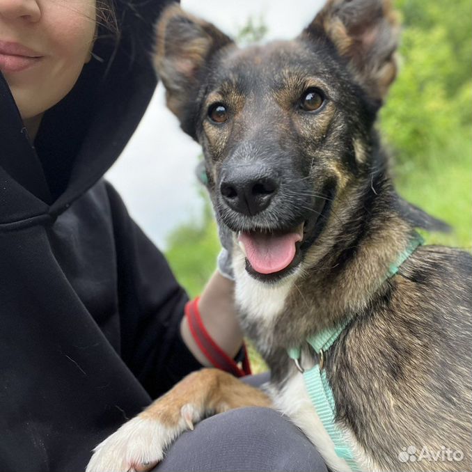 Собака Тишка малышка из приюта