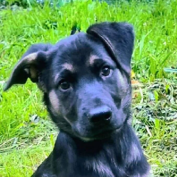 Щенок-овчароид, 3 месяца, отличная охранница