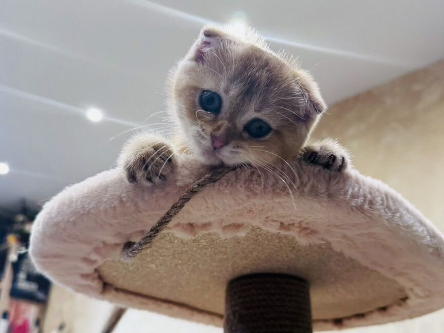 Продам котенка шотландский