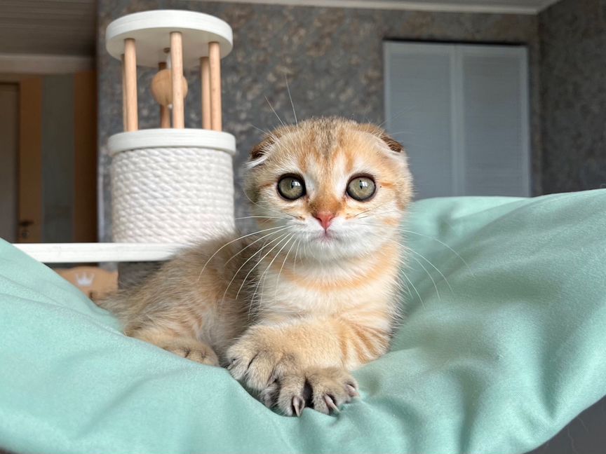Кукольный Котёнок мальчик