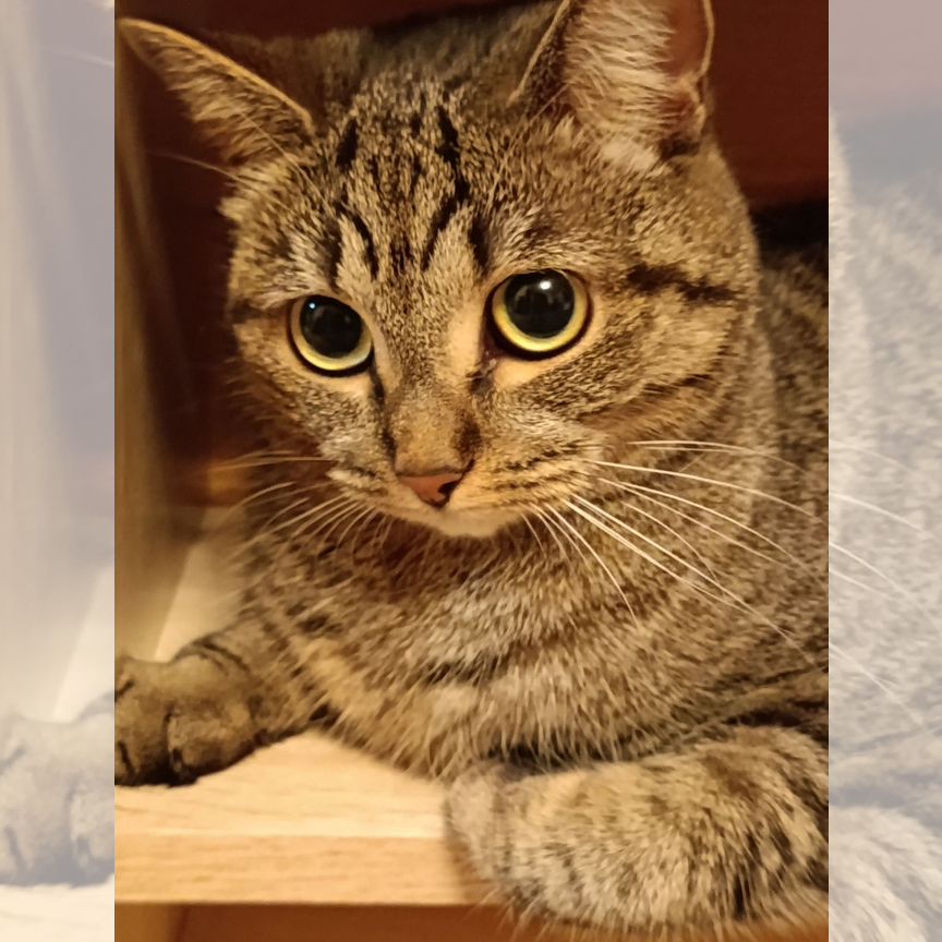 Взрослая кошка в добрые руки