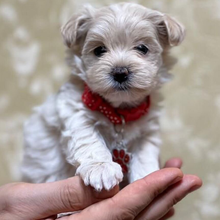 Мальтипу, щенок