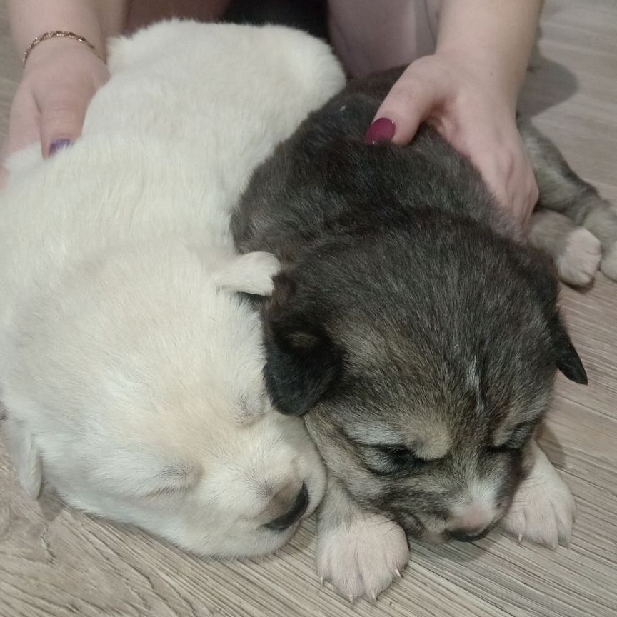 Кавказская овчарка, щенок