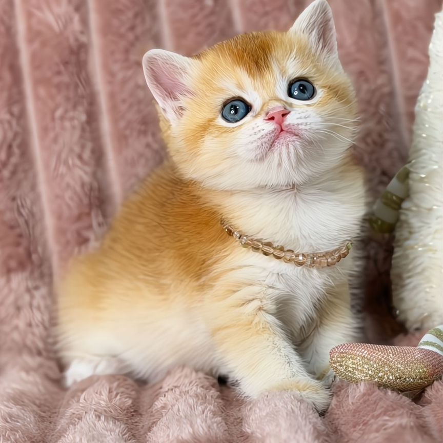 Шотландский прямоухий короткошёрстный котёнок