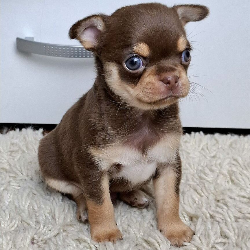 Чихуахуа шикарный малыш