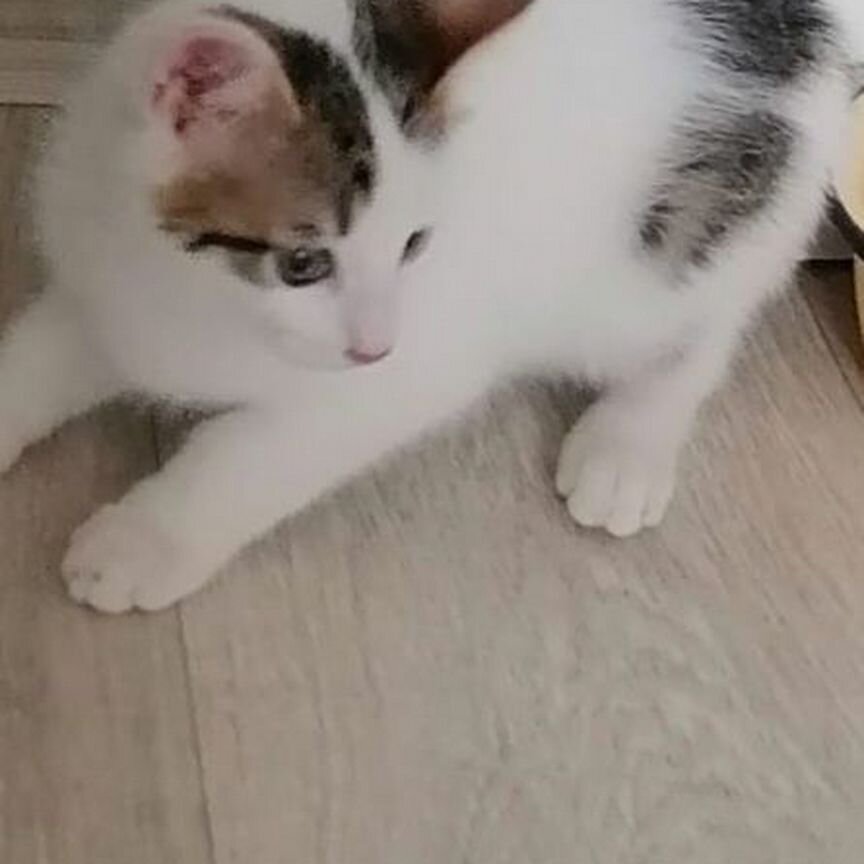 Малыш 2 мес. в добрые руки