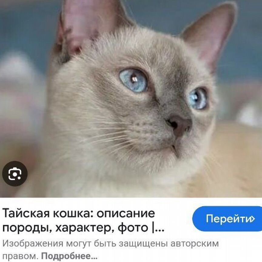 Котята Тайские