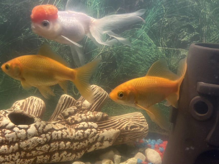 Аквариумные рыбки