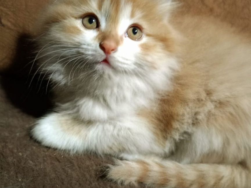 Кошечка ищет дом