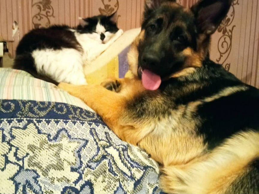 Немецкая овчарка вязка сучка