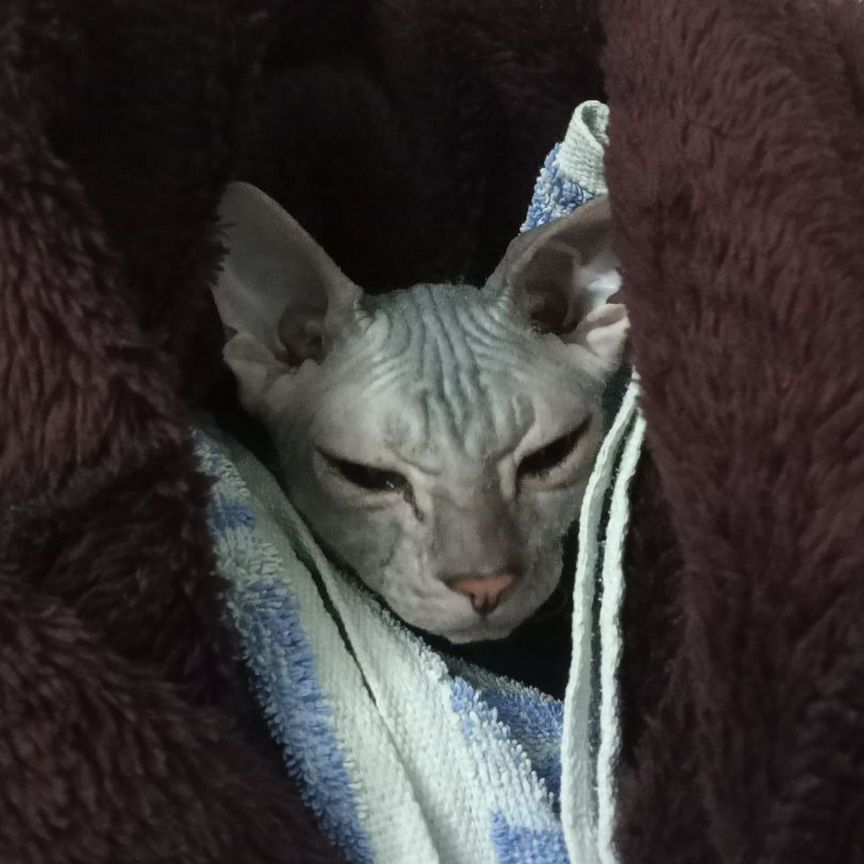 Донской сфинкс, девочка 4 месяца, привита