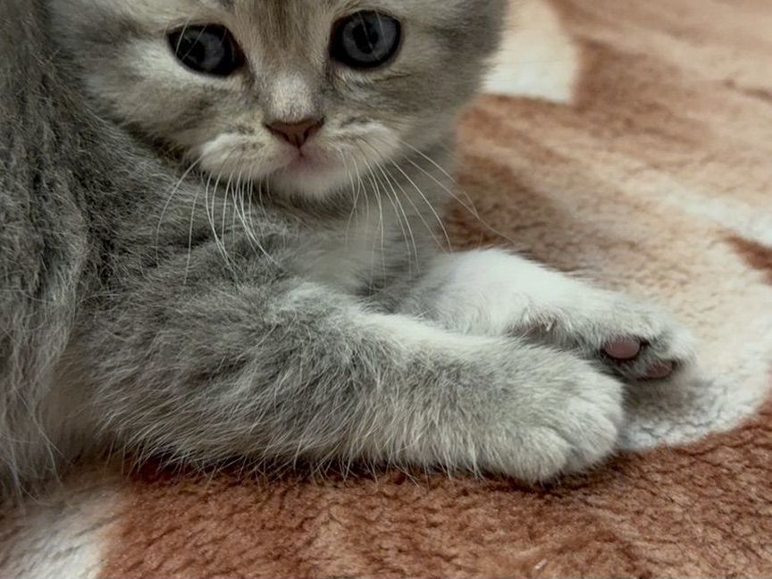 Шотландские вислоухие котята