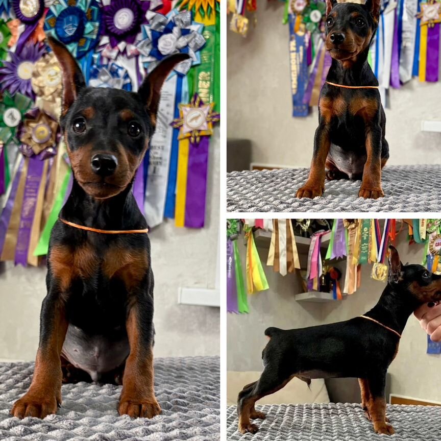 Цвергпинчер, щенок