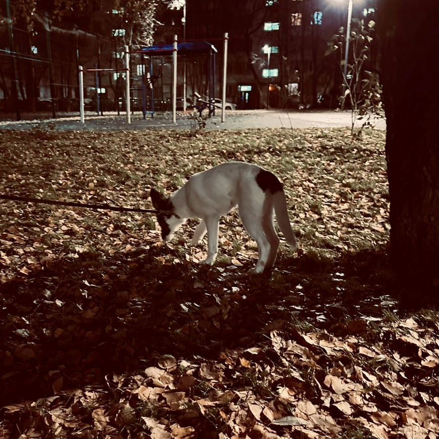 Собака в добрые руки