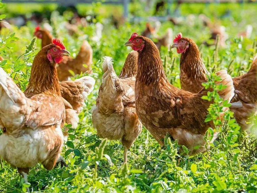 Курицы несушки домашние