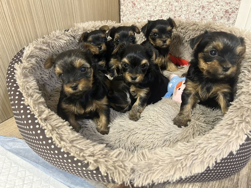 Йоркширский терьер щенки