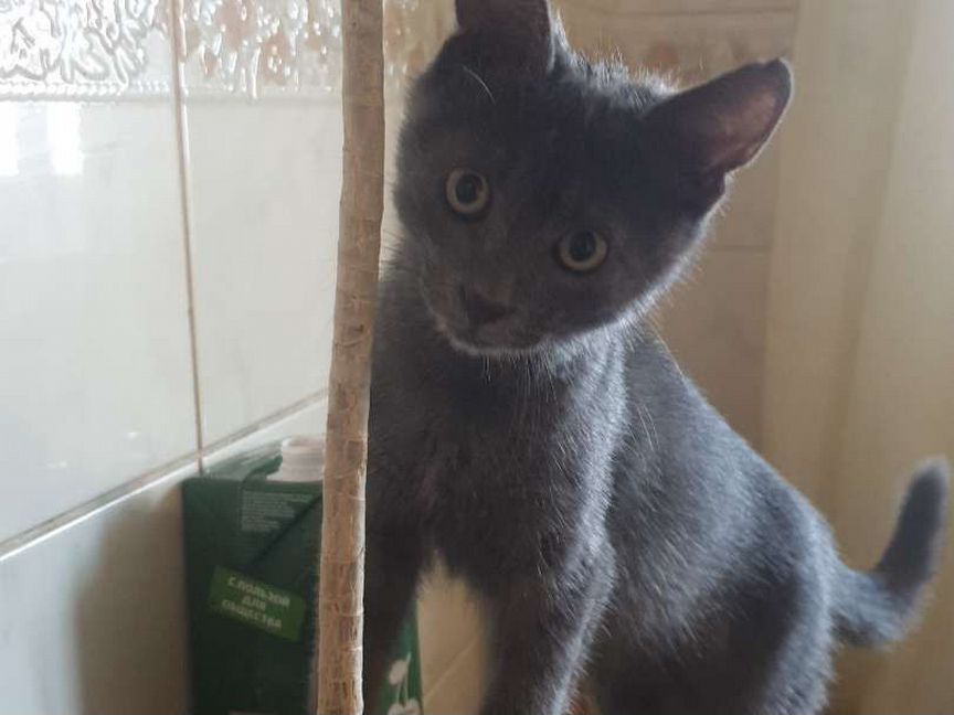 Котята русская голубая в добрые руки