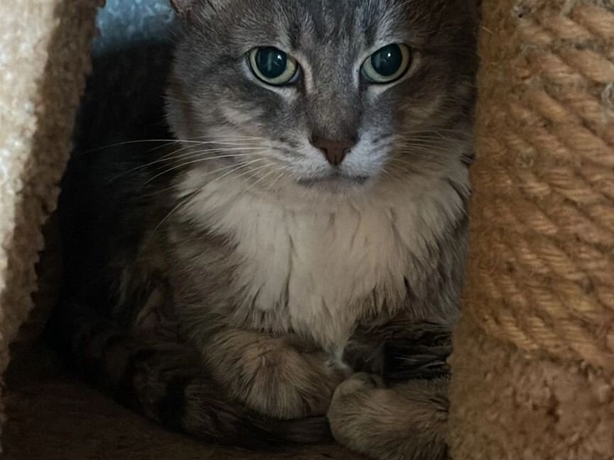 Несчастный, милый Ричард в беде