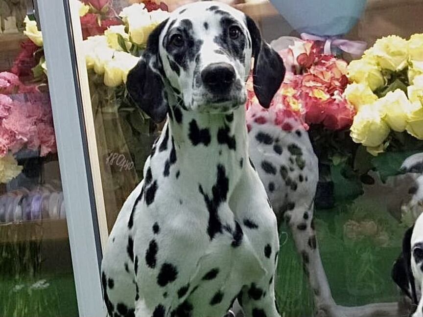 Далматин девочка