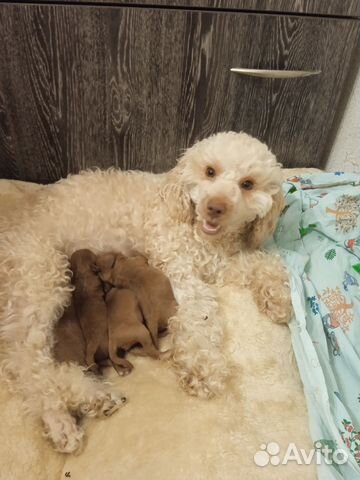 Щенки карликового пуделя купить в Краснодаре | Животные и зоотовары | Авито