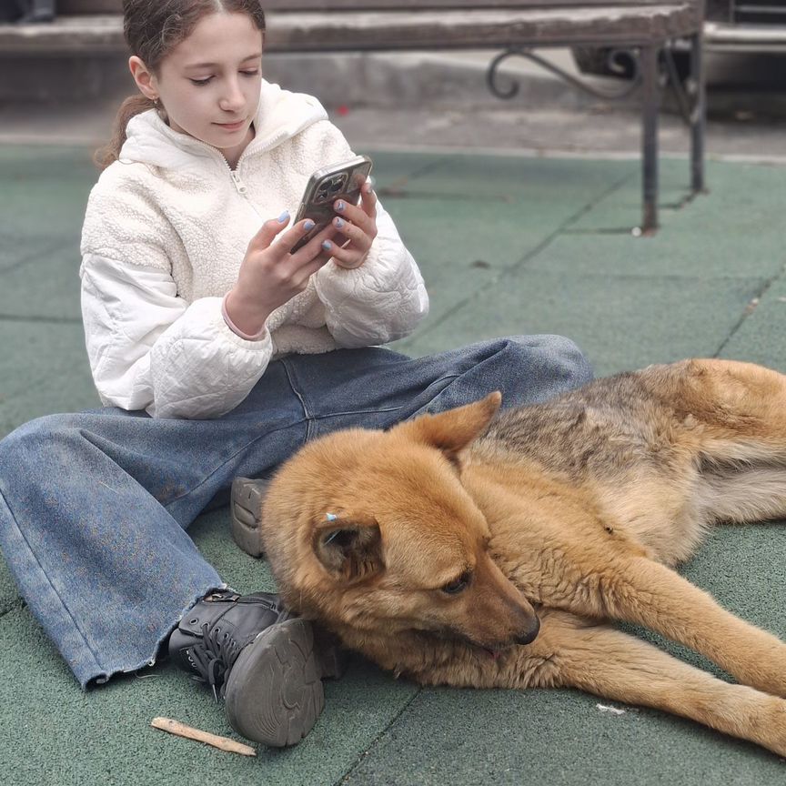 Щенок в добрые руки
