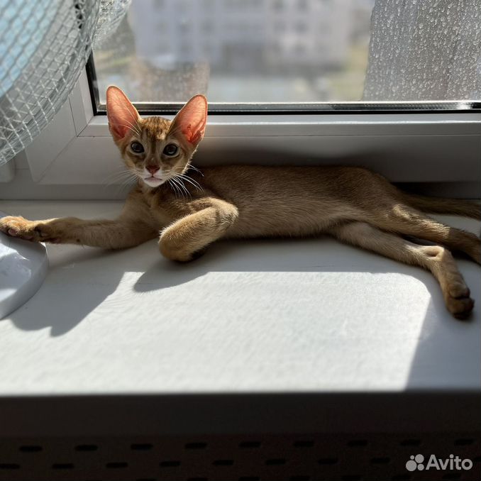 Абиссинский котенок 2 месяца