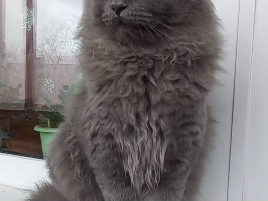 Кот и кошка