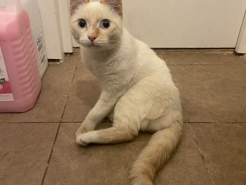 Котик ищет дом