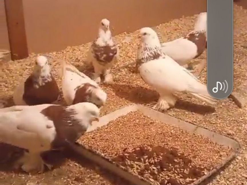 Голуби узбеки продажа