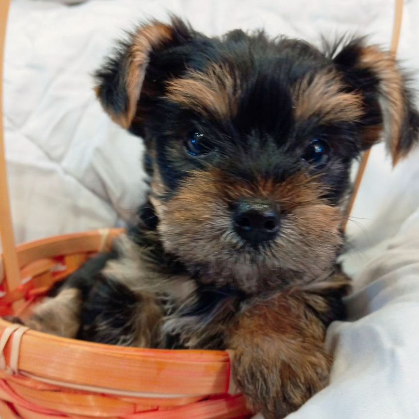 Йоркширский терьер мальчики