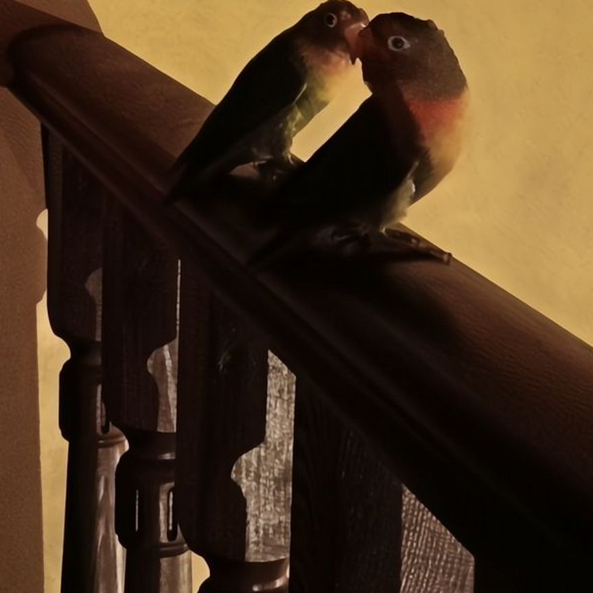 Попугаи неразлучники с клеткой