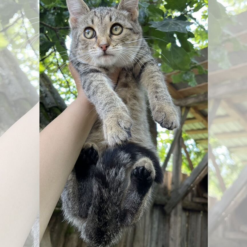 Котенок несчастный в добрые руки