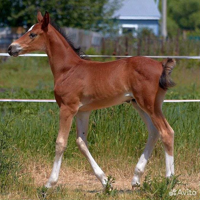 Ганноверский жеребенок