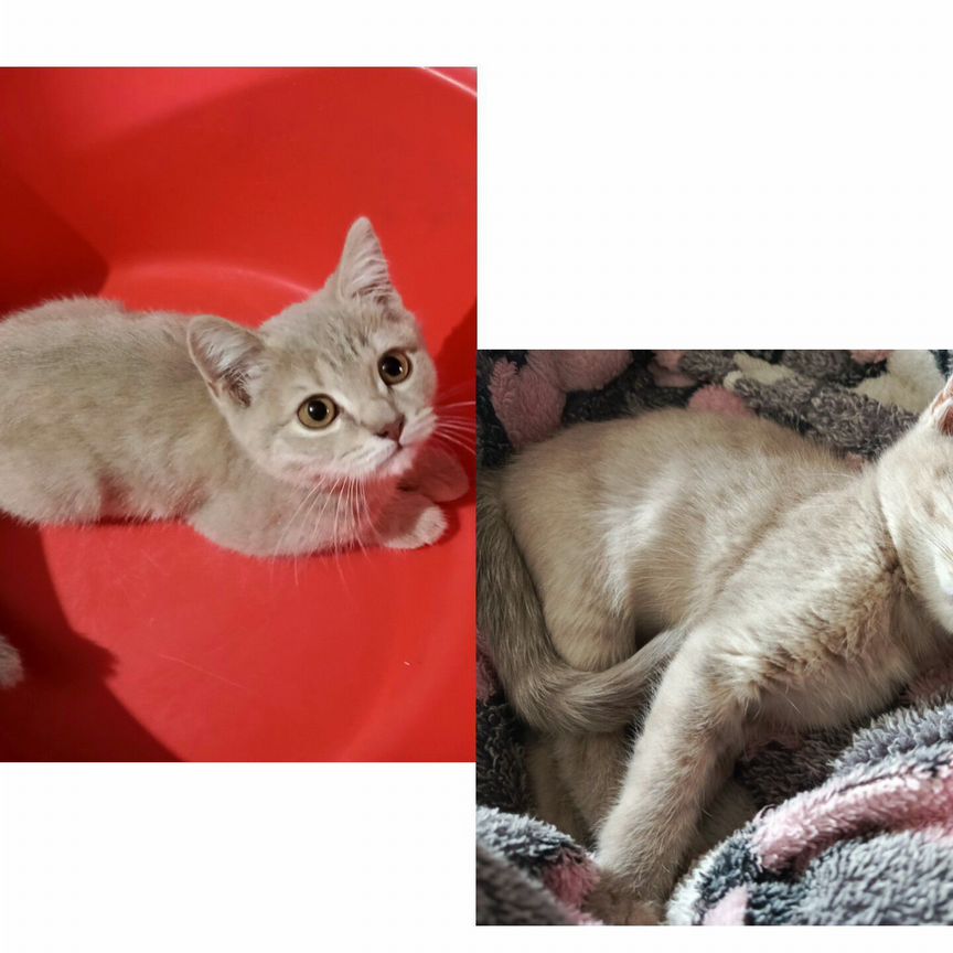 Приблудилась кошечка, ищет дом