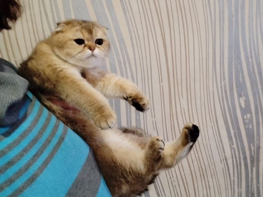 Шотландская