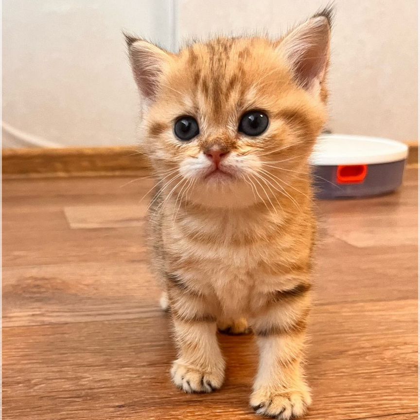 Британский короткошёрстный котёнок