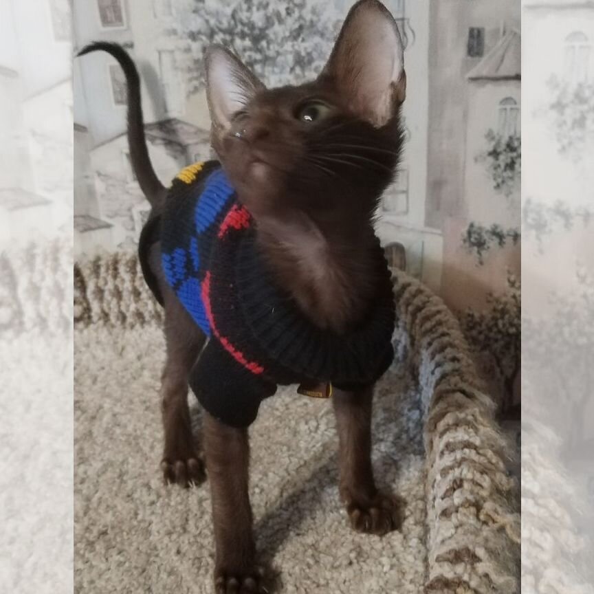 Ориентальный котик