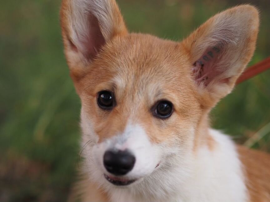 Яркая красотка