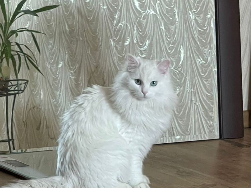 Турецкая ангора мальчик 1 год