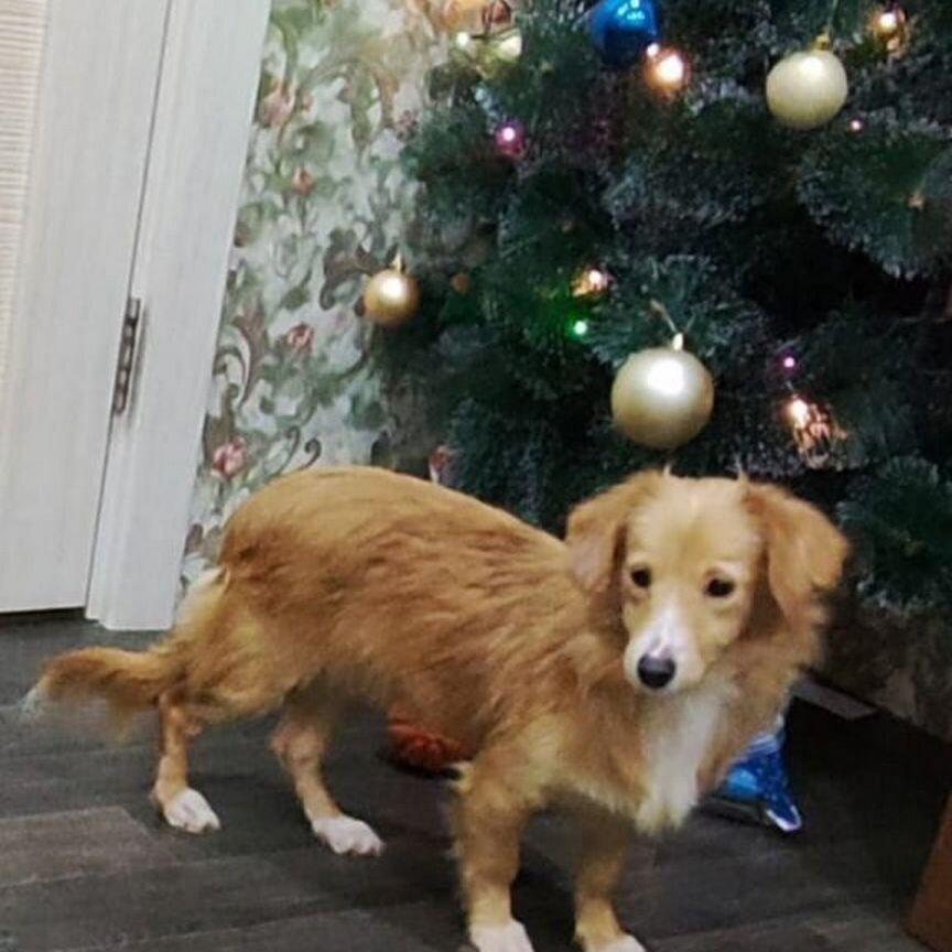 Взрослая собака в добрые руки