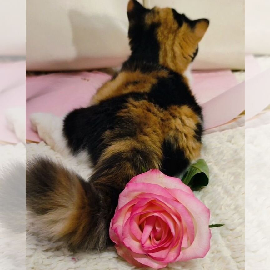 Манчкин котёнок