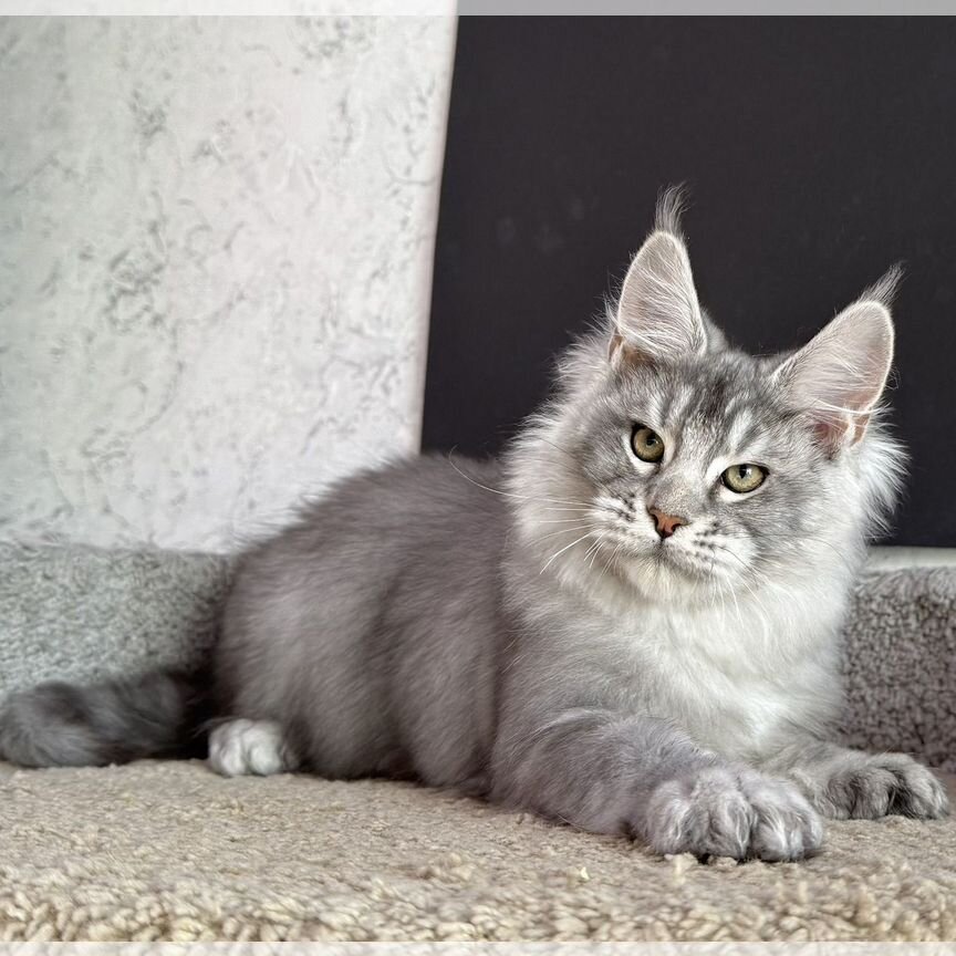 Мейн-кун котёнок