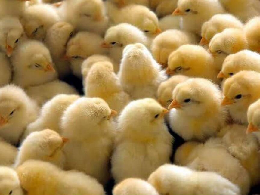 Цыплята бройлеры суточные